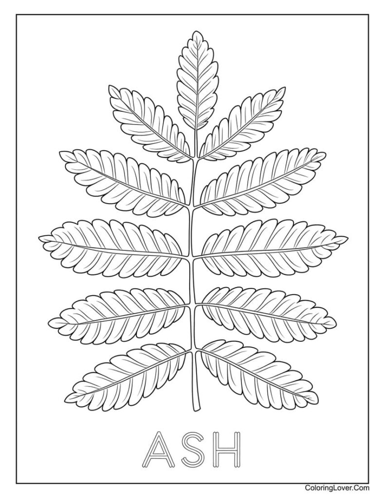 54 Leaf Coloring Pages (Free Printables for All Ages)