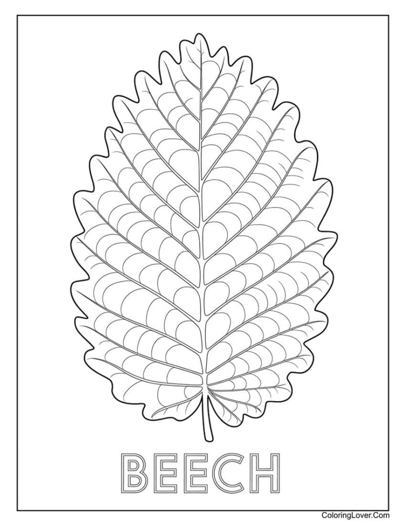 54 Leaf Coloring Pages (Free Printables for All Ages)