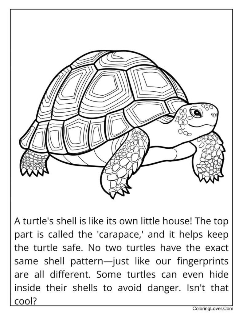 42 Turtle Coloring Pages (Free Printables for All Ages)