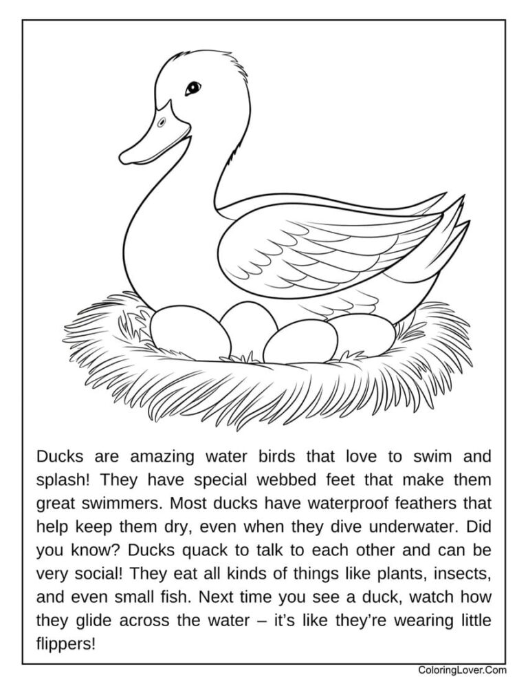 39 Duck Coloring Pages (Free Printables for All Ages)