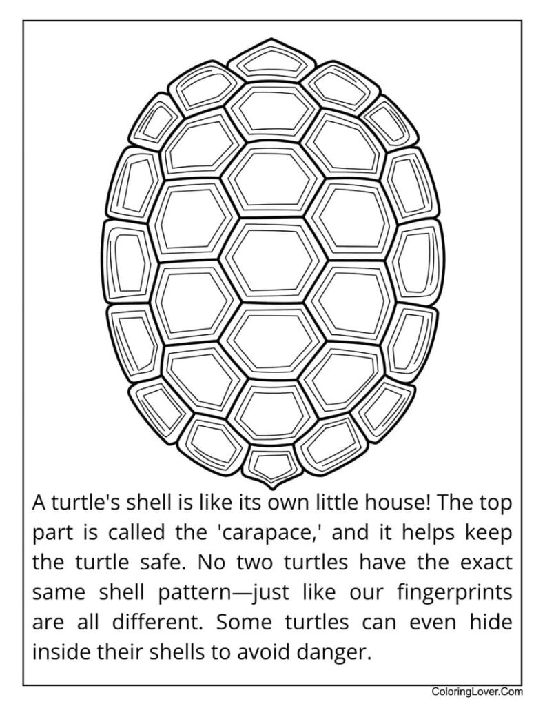 42 Turtle Coloring Pages (Free Printables for All Ages)
